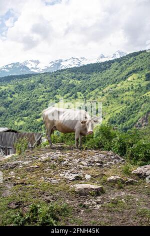 Hiking in The Republic of Georgia Stock Photo - Alamy
