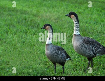 Ne Ne birds. Hanalei National Wildlife Refuge, Hanalei, Kauai, Hawaii ...