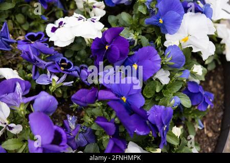 Closeup shot of white and purple horned violets blooming in the garden ...