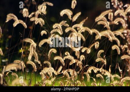 Wild barley grass; hare barley or common foxtail weed. Seed heads in ...