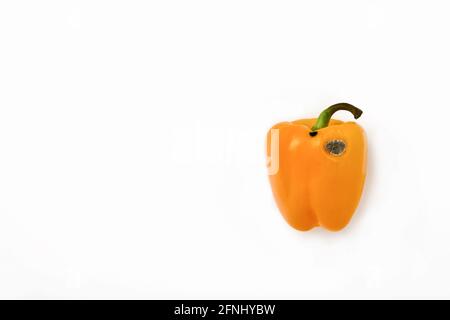 Moldy and wrinkled rotten yellow peppers. Concept of unhealthy ...