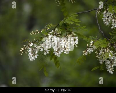Acacia tree white flower detail close up Stock Photo - Alamy