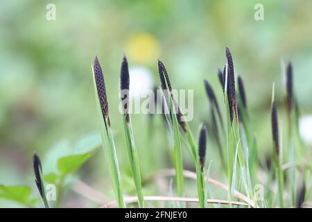 Carex nigra ssp. juncella, known as common sedge, black sedge or smooth ...