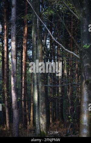 Congested Tree trunks in UK woodland Stock Photo - Alamy
