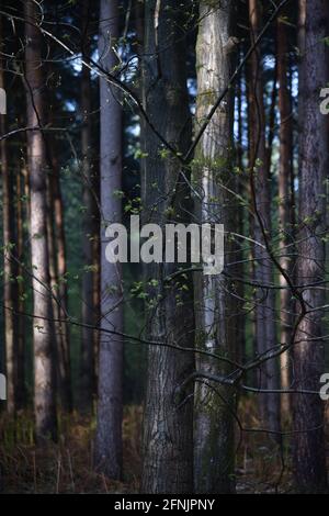 Congested Tree trunks in UK woodland Stock Photo - Alamy