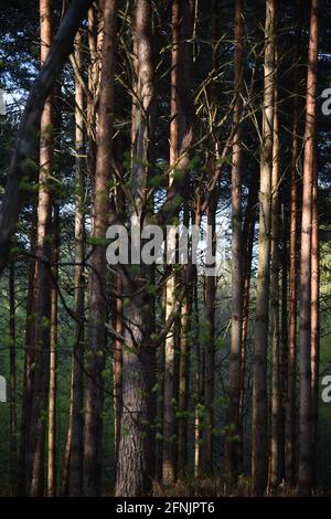Congested Tree trunks in UK woodland Stock Photo - Alamy