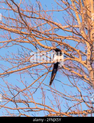 Magpie sitting on branch seen from front right against blue sky Stock ...