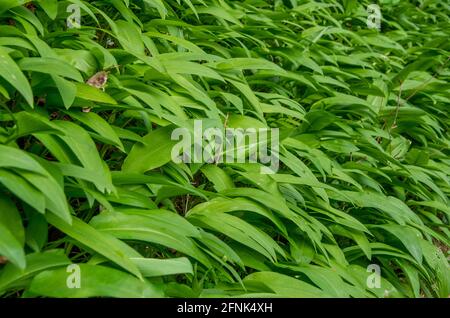Wild garlic carpet in forest ready to harvest. Ramsons or bear's garlic ...
