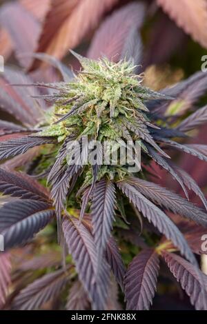 close up of cannabis strain Snowcap flowering Stock Photo - Alamy