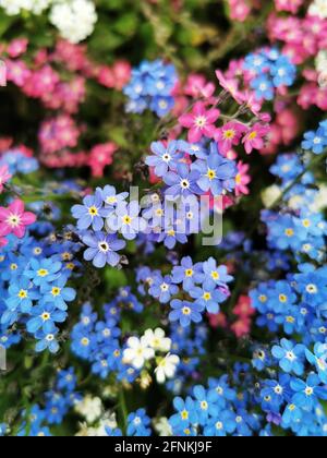 Closeup shot of colorful alpine forget-me-not Stock Photo - Alamy