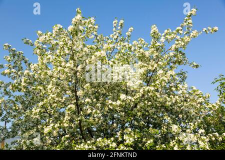 A dense apple bush blooms in early spring in early May against a blue ...