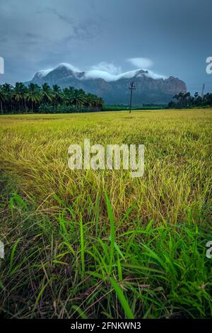 Nature background in Nagercoil, Tamil Nadu, India Stock Photo - Alamy