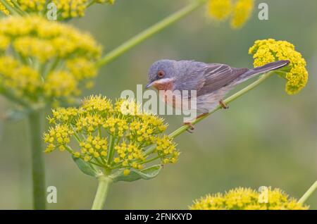 Eastern Subalpine Warbler; Sylvia cantillans cantillans Stock Photo - Alamy