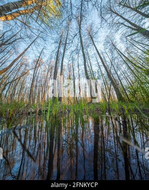 East European swamps. Ecological reserve. Belarus Stock Photo - Alamy
