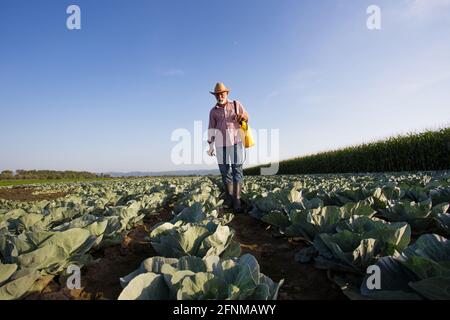 Senior man spraying cabbage plantation with handheld sprayer in ...