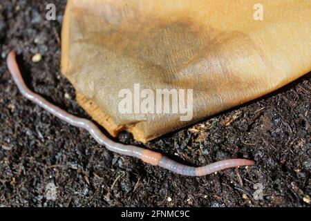 an earthworm and a coffee filter Stock Photo - Alamy