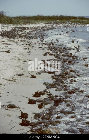 Horseshoe Crab (Limulus polyphemus) mass spawning at full moon ...