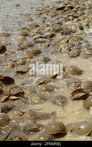 Horseshoe Crab (Limulus polyphemus) mass spawning at full moon ...
