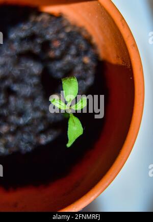 A Verve Baron F 1 tomato plant seedling growing in a pot indoors ...