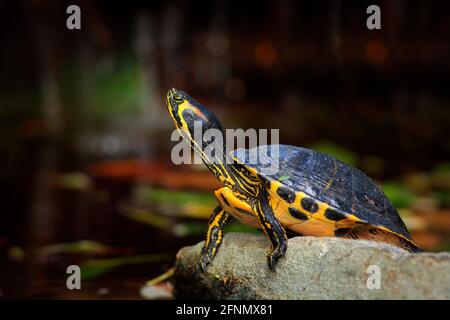 Cuban slider (Trachemys decussata), turtle native to Cuba - Peninsula ...