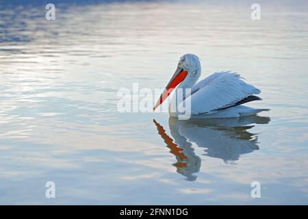 Bird start in the water. Dalmatian pelican, Pelecanus crispus, landing ...