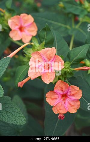 Marvel of Peru (Mirabilis jalapa). Called Four o'clock flower also ...