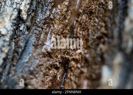 Wetwood bacterial slime flux tree infection. Wet fermented liquid ...