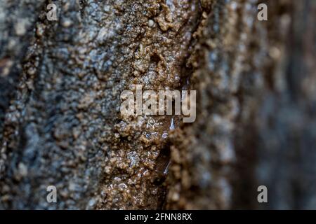 Slime flux infection wetwood bacterial disease on trees. Fungal ...