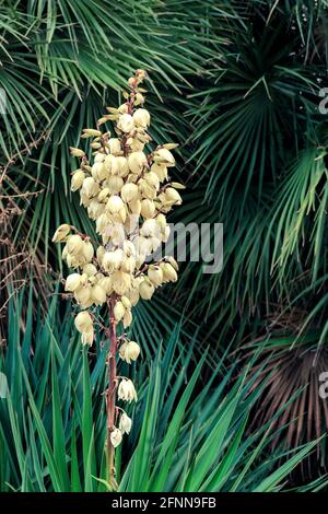 Yucca gloriosa L. or Spanish dagger growing in urban environment, hardy ...
