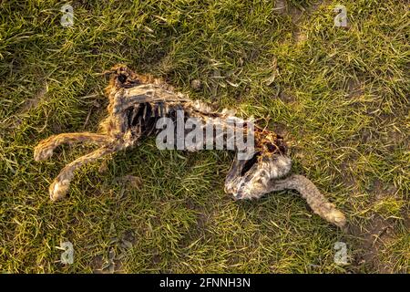 A dead bunny in the grass Stock Photo - Alamy