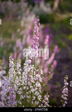 Colorful flowering herb meadow with red poppy and violet blooming flowers in sunlight. Bee ...