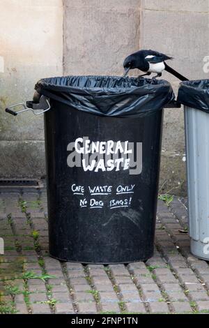 Eurasian Magpie when looking for food Stock Photo - Alamy