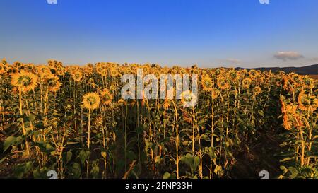 Sunflower field under the midsummer sun. Mezkia village-Alava province ...