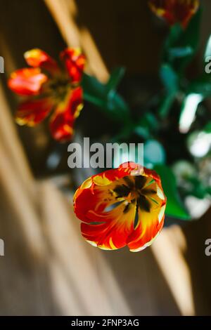 Yellow tulip flowers with red stripe growing on flower bed in UK park ...