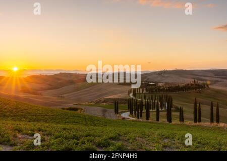 A wellknown Tuscan landscape with grain fields, cypresses and houses in ...