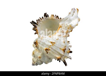 Hexaplex species, sea snail, marine gastropod mollusk in the family ...