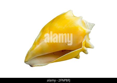 Florida fighting conch Strombus alatus shell in the sand in front of ...