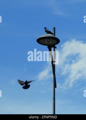 Pair of pigeons standing on a metal bar in the streets with bokeh lights in the background Stock ...