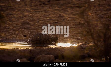Leopard tortoise bathing in waterhole in Kgalagadi transfrontier park ...