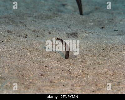 Brown Garden Eel in shallow water of coral reef of Caribbean Sea ...