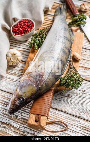 Zander, walleye with herbs. Raw fish. Gray background. Top view. Copy ...
