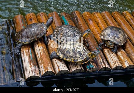 D'Orbigny's slider, water turtle (Trachemys dorbigni brasiliensis Stock ...