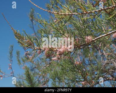 Small Flower Tamarisk (Tamarix parviflora), blooming bush Stock Photo ...