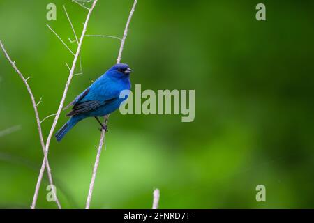 A male indigo bunting looking right across the frame on an overcast ...