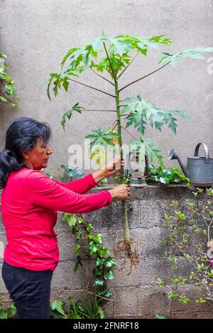 Closeup of papaya outdoor planting Stock Photo - Alamy