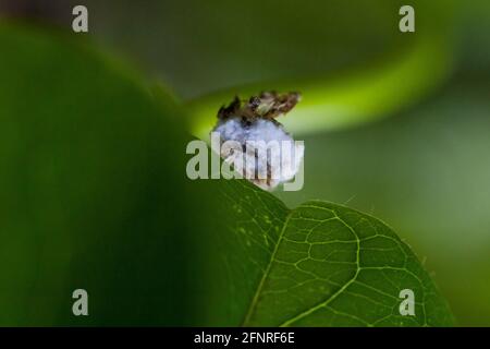 Larval stage of a Lacewing insect (Chrysopidae), aka junk bug, trash ...