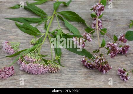 Vergleich Dost (links) und Wasserdost (rechts), Echter Dost, Gemeiner ...