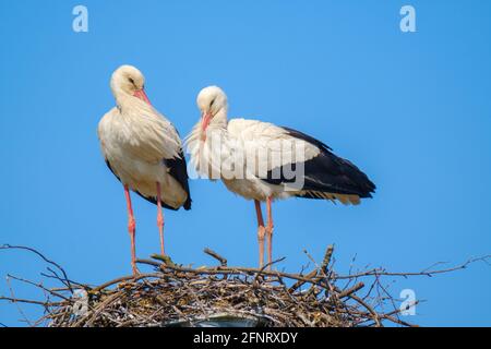 Storks standing in nest on sunny day in summer Stock Photo - Alamy