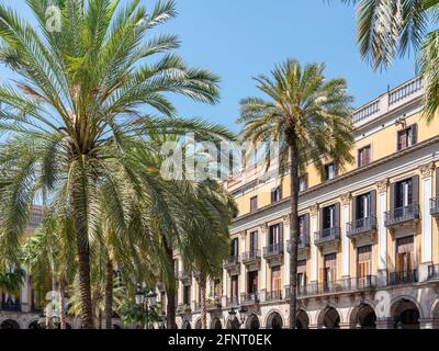 Palm Trees In Barcelona City, Spain Stock Photo - Alamy