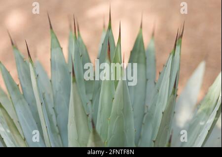 Agave leaves rosette closeup, Abstract floral pattern. Wild agave plant ...